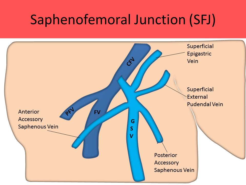 Lower Extremity Venous Anatomy Lower Extremity Venous Anatomy